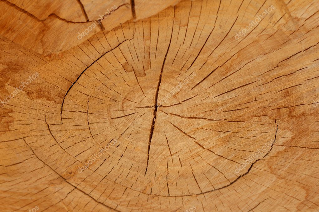 Structure of the tree trunk — Stock Photo © MaryAnnFoto #91799554