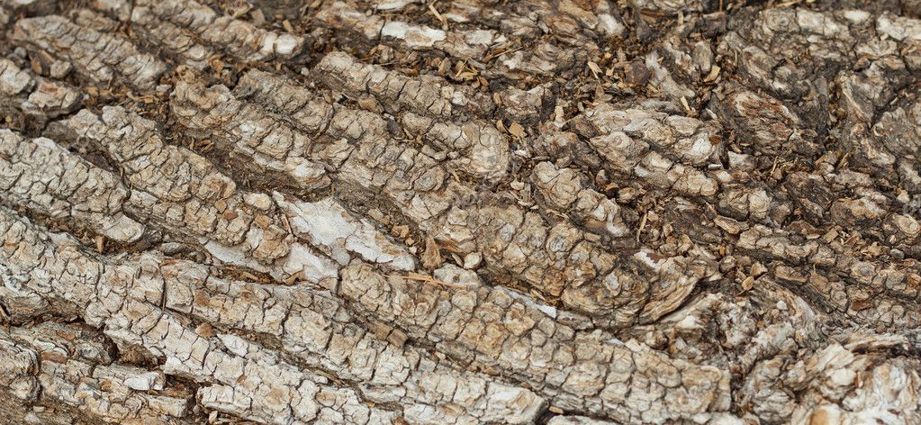 Structure of bark a tree — Stock Photo © MaryAnnFoto #91799560