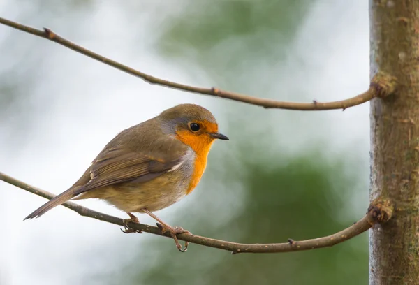 Red robin bird Stock Photos, Royalty Free Red robin bird Images ...