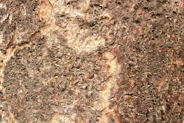 Red pine bark beetle Stock Photos, Royalty Free Red pine bark beetle ...