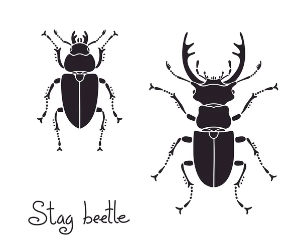 ᐈ A stag beetle stock pictures, Royalty Free stag beetle pics ...