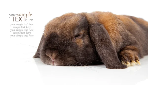 Imágenes de Conejo triste, fotos de Conejo triste sin royalties ...