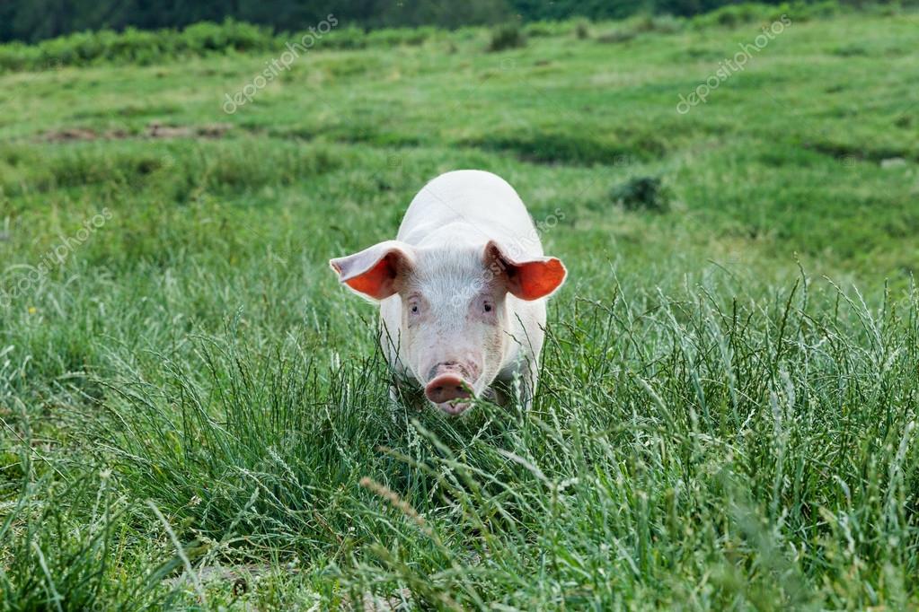 pig on a green grass — Stock Photo © Zveiger #86601870