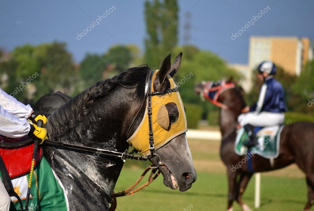 Arabian horse racing Stock Photo by ©zetat 81762094
