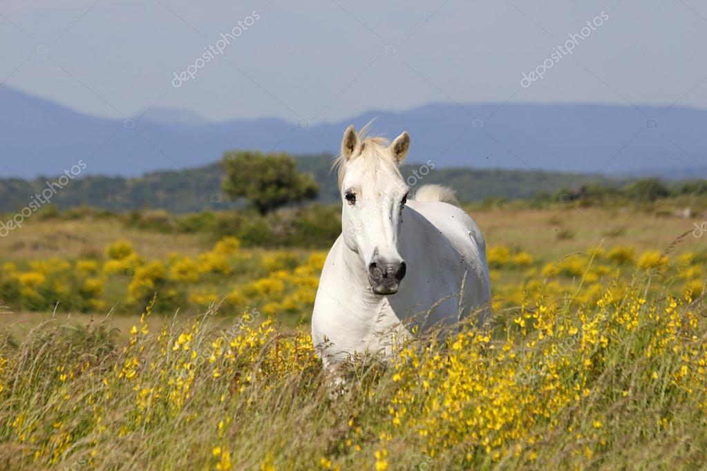 pferd weiss — Stockfoto © sunworld #78527896