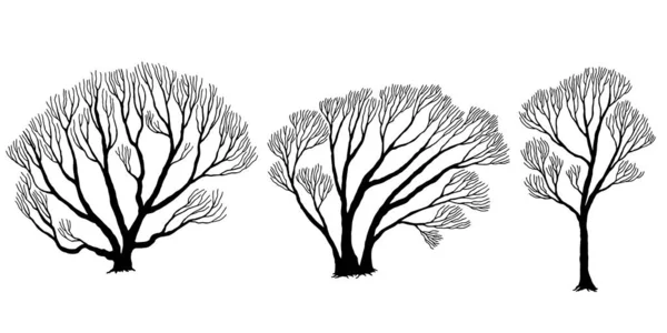 Dibujo De Un Arbol Con Ramas