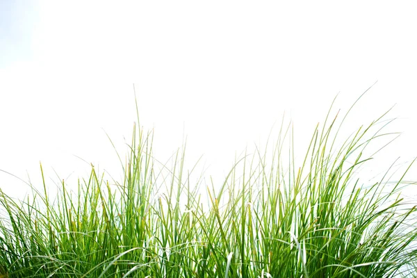 Long grass Stock Photos, Royalty Free Long grass Images | Depositphotos