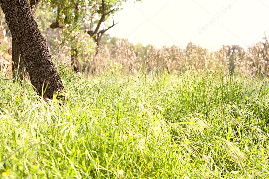 Green grass forest and field with flowers — Stock Photo © mjth #79464524