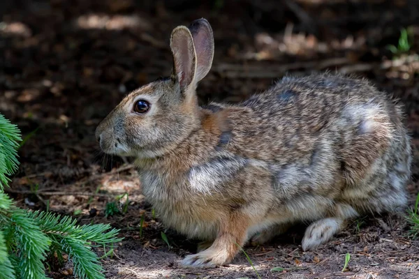El conejo de cola de algodón oriental en el parque 2024
