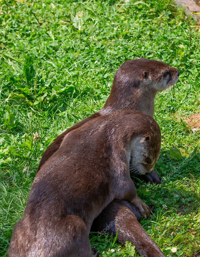 La nutria de río de América del Norte (Lontra canadensis), también ...