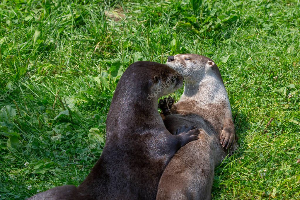 La nutria de río de América del Norte (Lontra canadensis), también ...