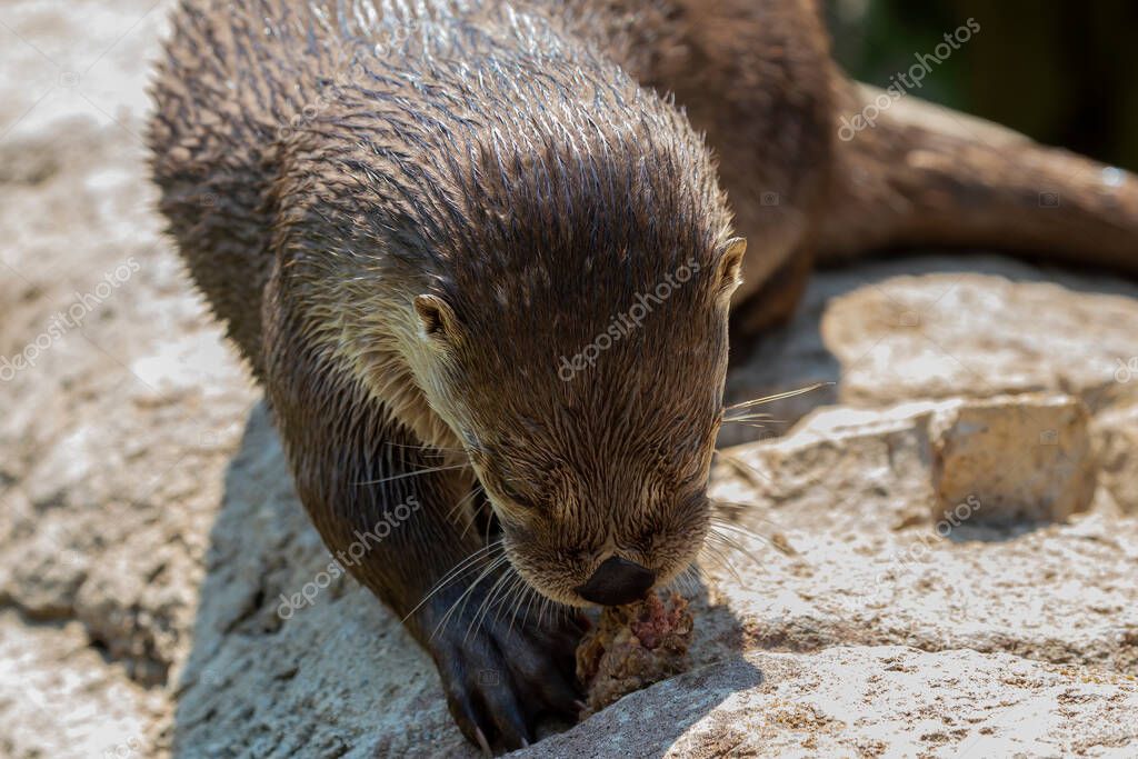 La nutria de río de América del Norte (Lontra canadensis), también ...