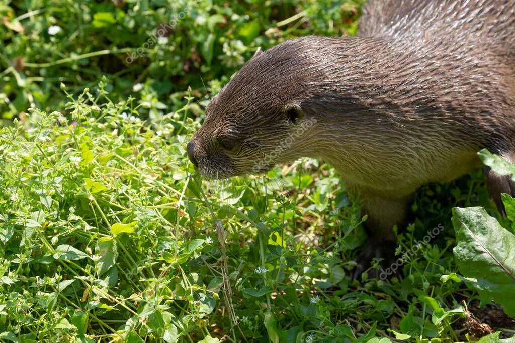La nutria de río de América del Norte (Lontra canadensis), también ...