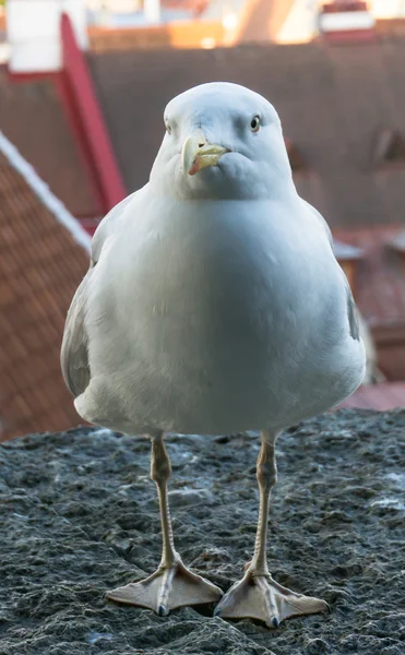 Smiling seagull Stock Photos, Royalty Free Smiling seagull Images ...