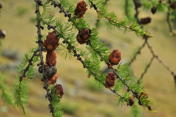 Siberian larch tree Pictures, Siberian larch tree Stock Photos & Images ...
