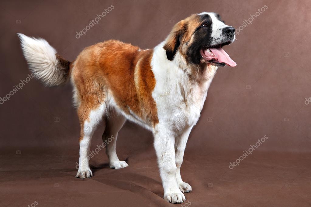 Long-haired Saint Bernard dog, posing for photograph standing in Stock ...