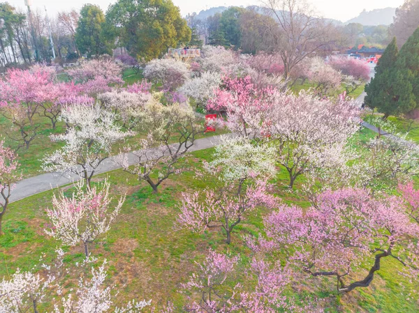 Spring plum blossoms and park scenery in East Lake Plum Garden in Wuhan ...