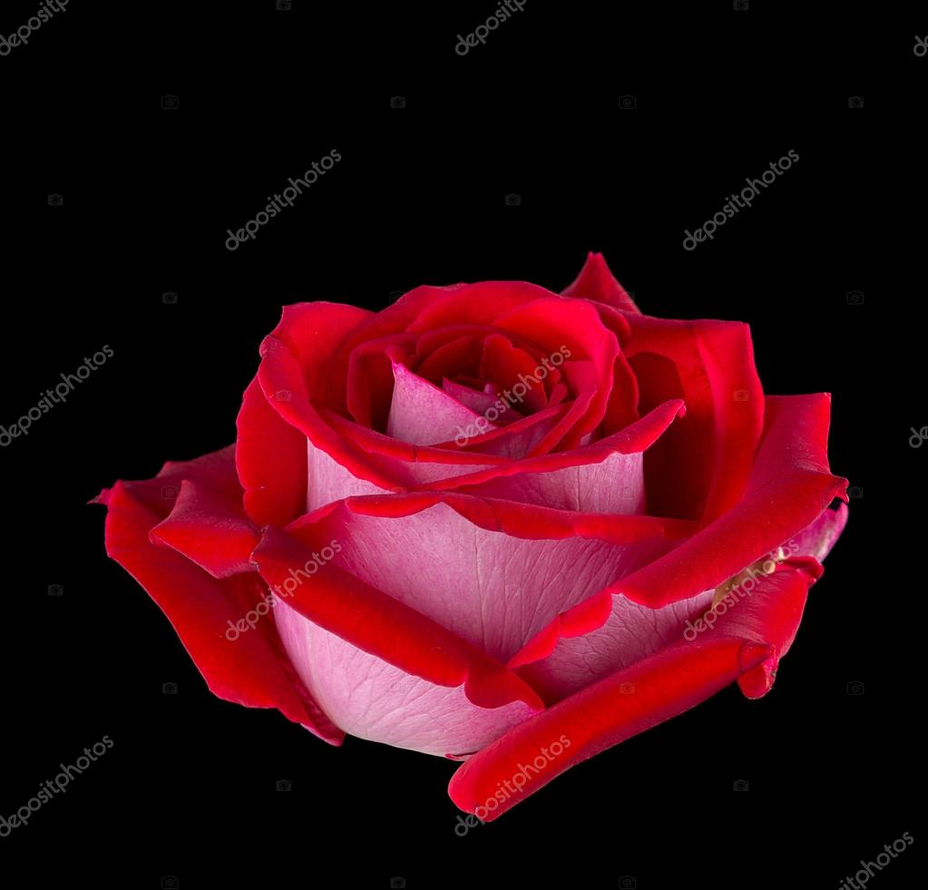 Graceful rose gently in red .isolated — Stock Photo © yevgeniy111 #55558547