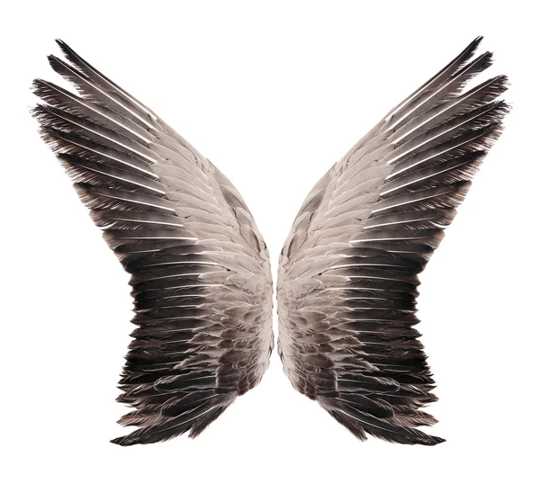 Real Bird Wings