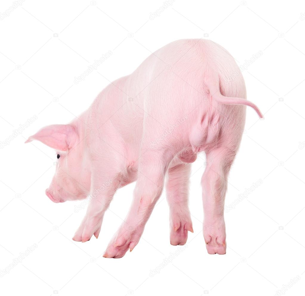 Danish Landrace pig breeds. Isolated on white background Stock Photo by ...