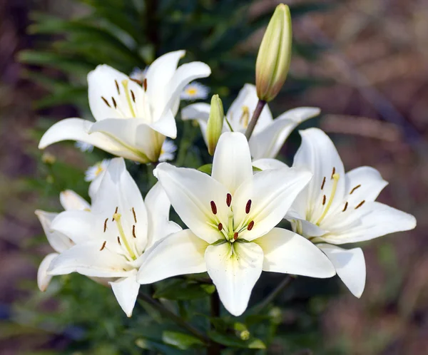 4,954 Bush lily Stock Photos | Free & Royalty-free Bush lily Images ...