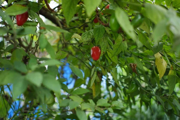 Fotos de Árvore de pimenta peruana, Imagens de Árvore de pimenta ...