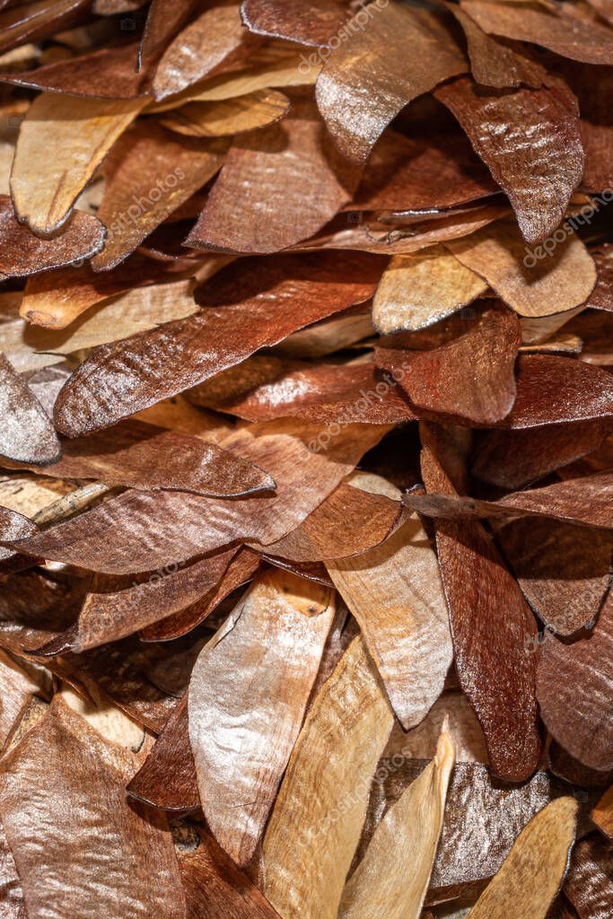 semillas de pino marrón macro foto. fondo o textura 2024