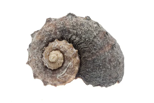 El caracol de mar Stock Photos, Royalty Free El caracol de mar Images ...