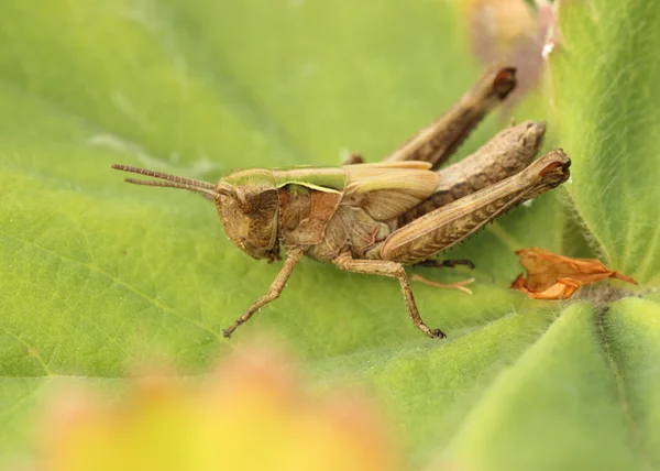 Common field grasshopper Stock Photos, Royalty Free Common field ...