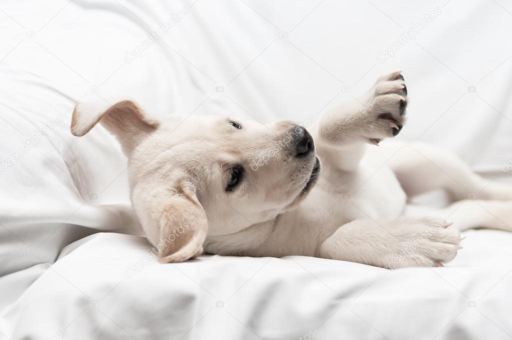 White labrador retriever puppy dog — Stock Photo © stalnyk #60578545