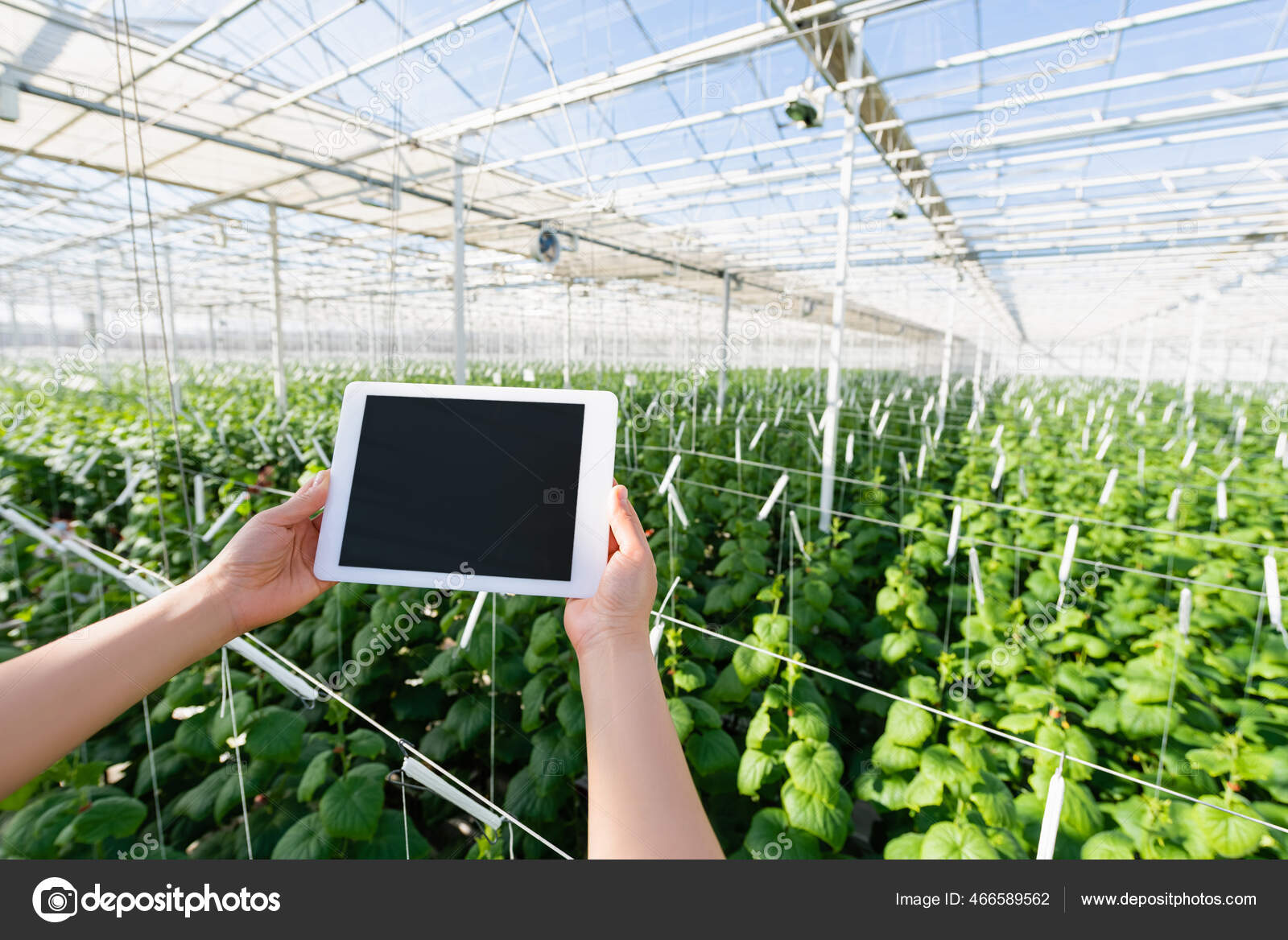 Partial View Woman Holding Digital Tablet Blank Screen Greenhouse ... Partial View Woman Holding Digital Tablet Blank Screen Greenhouse ...
