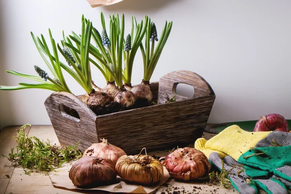 Spring bulbs Stock Photos, Royalty Free Spring bulbs Images | Depositphotos