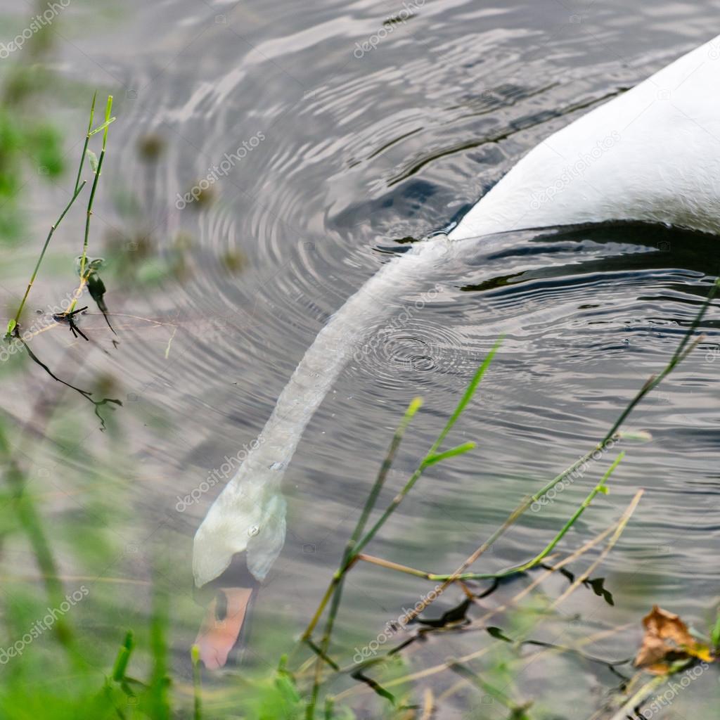 Swan neck underwater Stock Photo by ©michelangeloop 88906410