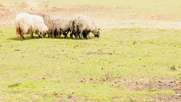 Christ and sheep Stock Photos, Royalty Free Christ and sheep Images ...