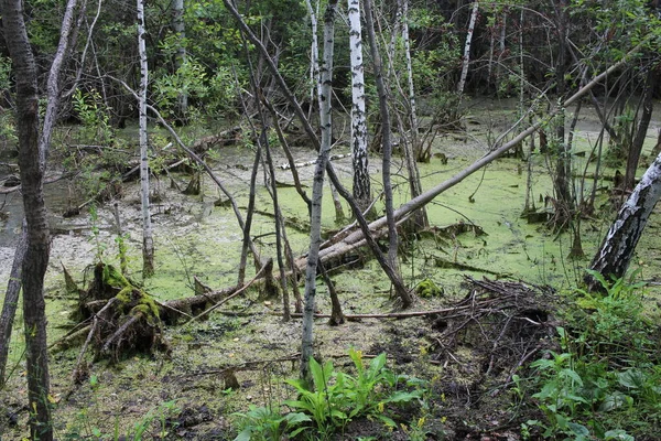 Swamp piles Stock Photos, Royalty Free Swamp piles Images | Depositphotos