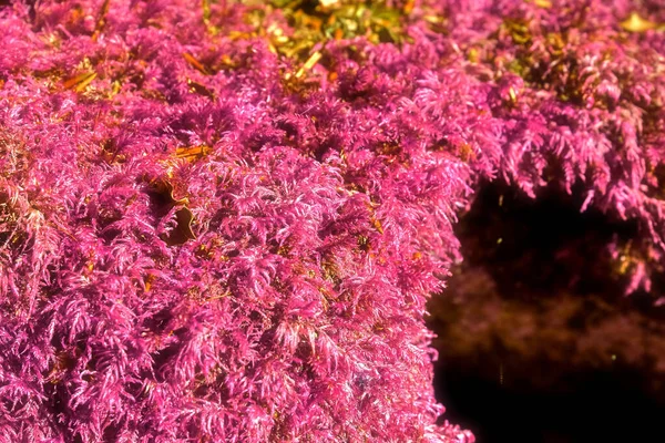 Pink moss Stock Photos, Royalty Free Pink moss Images | Depositphotos