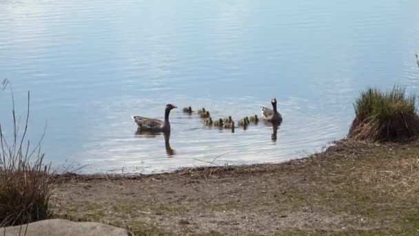 9,148 Family of birds Videos, Royalty-free Stock Family of birds ...