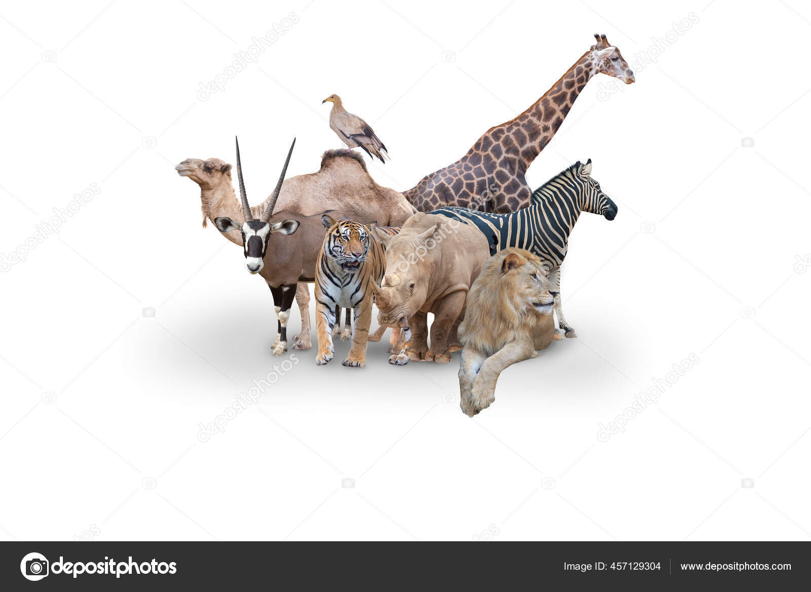 Large Group Wild Zoo Animals Together Horizontal Web Banner Room ...