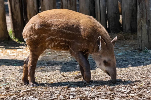 Female pig deer Stock Photos, Royalty Free Female pig deer Images ...