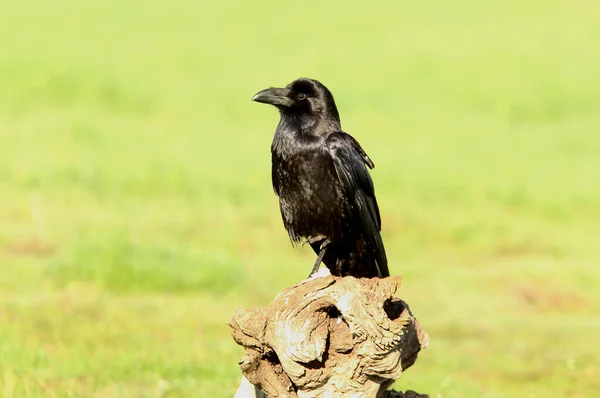Raven perched Stock Photos, Royalty Free Raven perched Images ...