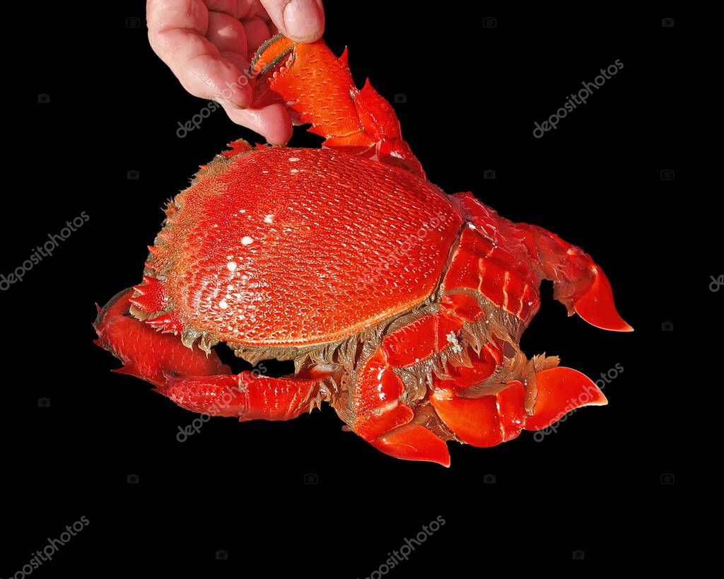 Spanner Crab. Ranina ranina. recién cogido limpio y cocinado listo para ...