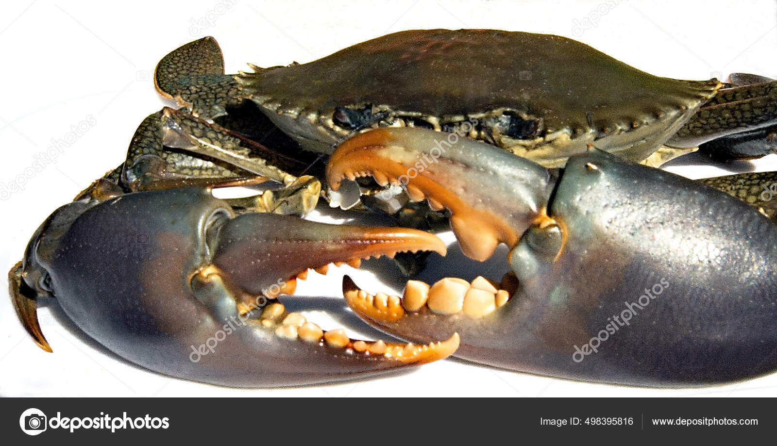 Dangerous Aggressive Live Australian Giant Mud Crab Closeup Scylla ...