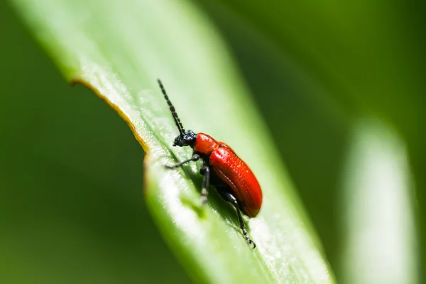 Red soldier beetle Stock Photos, Royalty Free Red soldier beetle Images ...