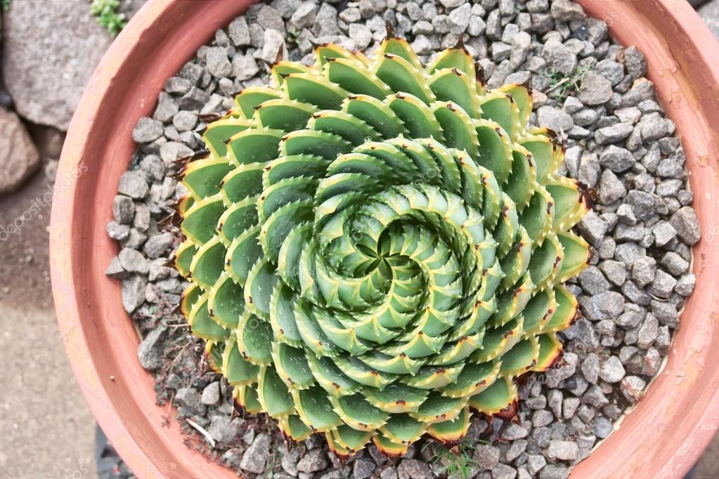 Spiral Aloe (Aloe Polyphylla) in the pot — Stock Photo © photosky #69873155 Spiral Aloe (Aloe Polyphylla) in the pot — Stock Photo © photosky #69873155
