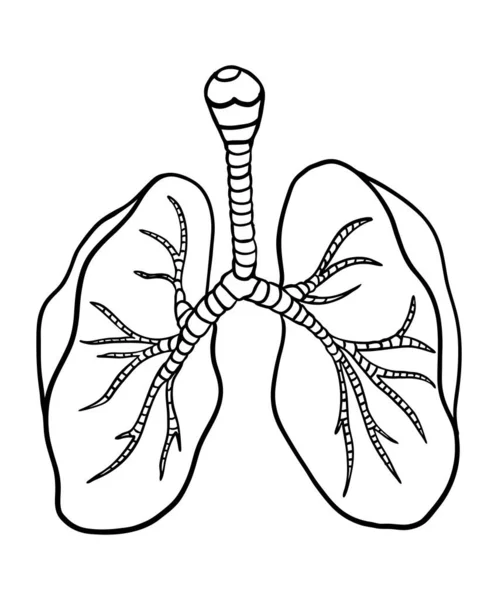 49,441,082 Windpipe Vector Images | Depositphotos