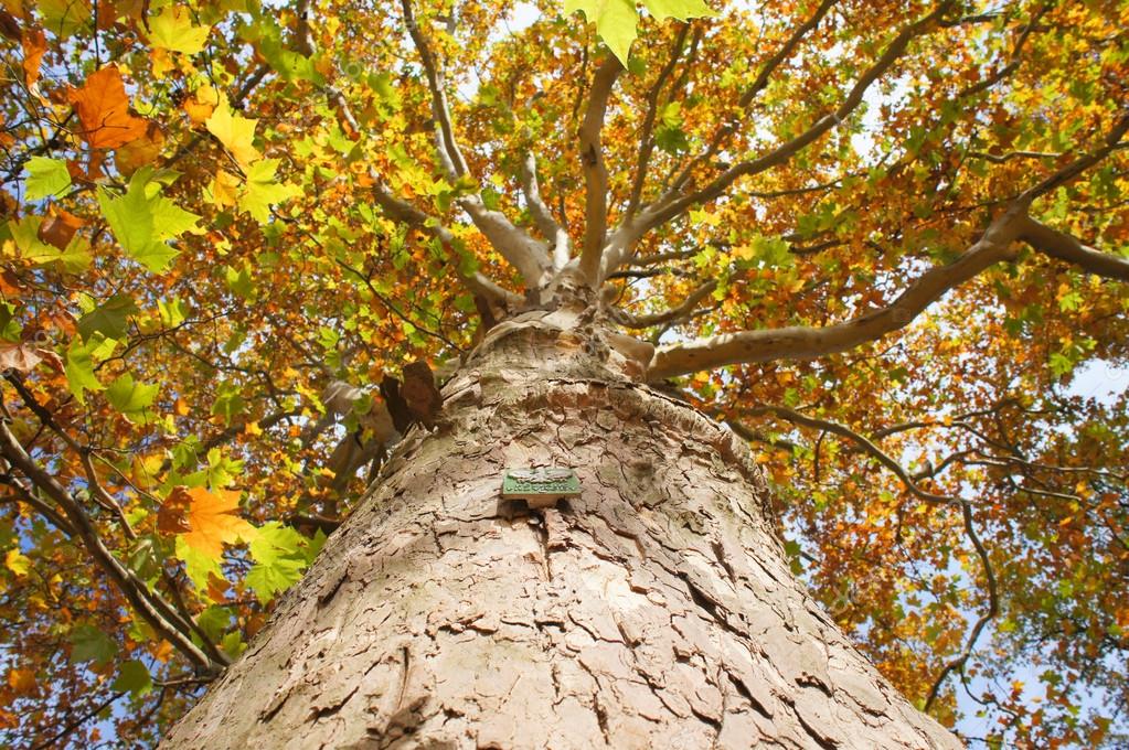 Çınar ağacı | Stok fotoğrafçılık ©Studiobarcelona | Telifsiz resim ...