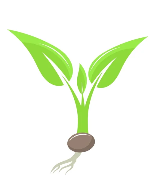 Seedling Stock Vector Image by ©Studiobarcelona #32810049
