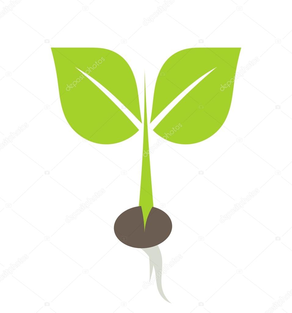 Seedling plant Stock Vector Image by ©Studiobarcelona #81786234