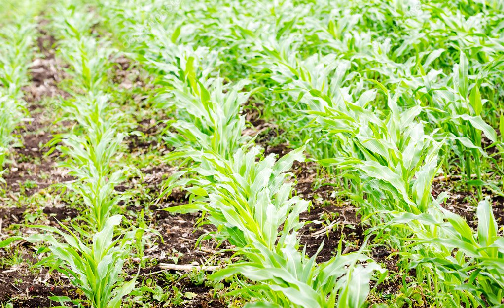 Corn field in spring — Stock Photo © alexionas1989 #104877078