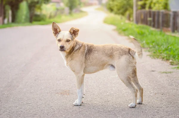 Cute sweet half breed dog on a rural road - Stock Image - Everypixel